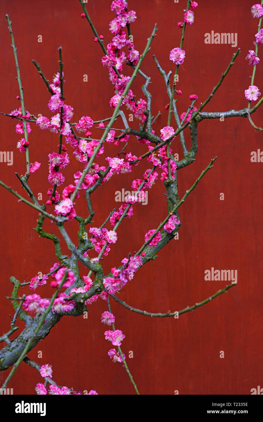 Pink flower blooms of the Japanese ume apricot tree, prunus mume Stock ...