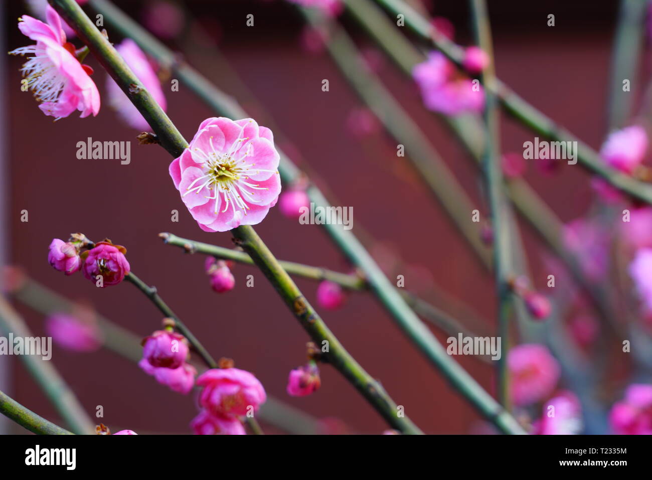 Pink flower blooms of the Japanese ume apricot tree, prunus mume Stock ...