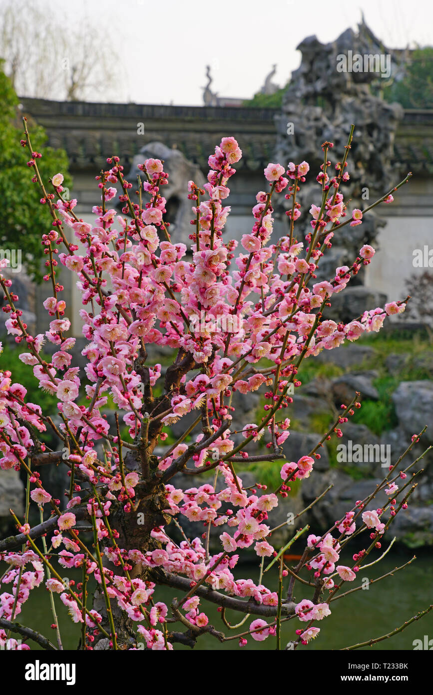 Pink flower blooms of the Japanese ume apricot tree, prunus mume Stock ...