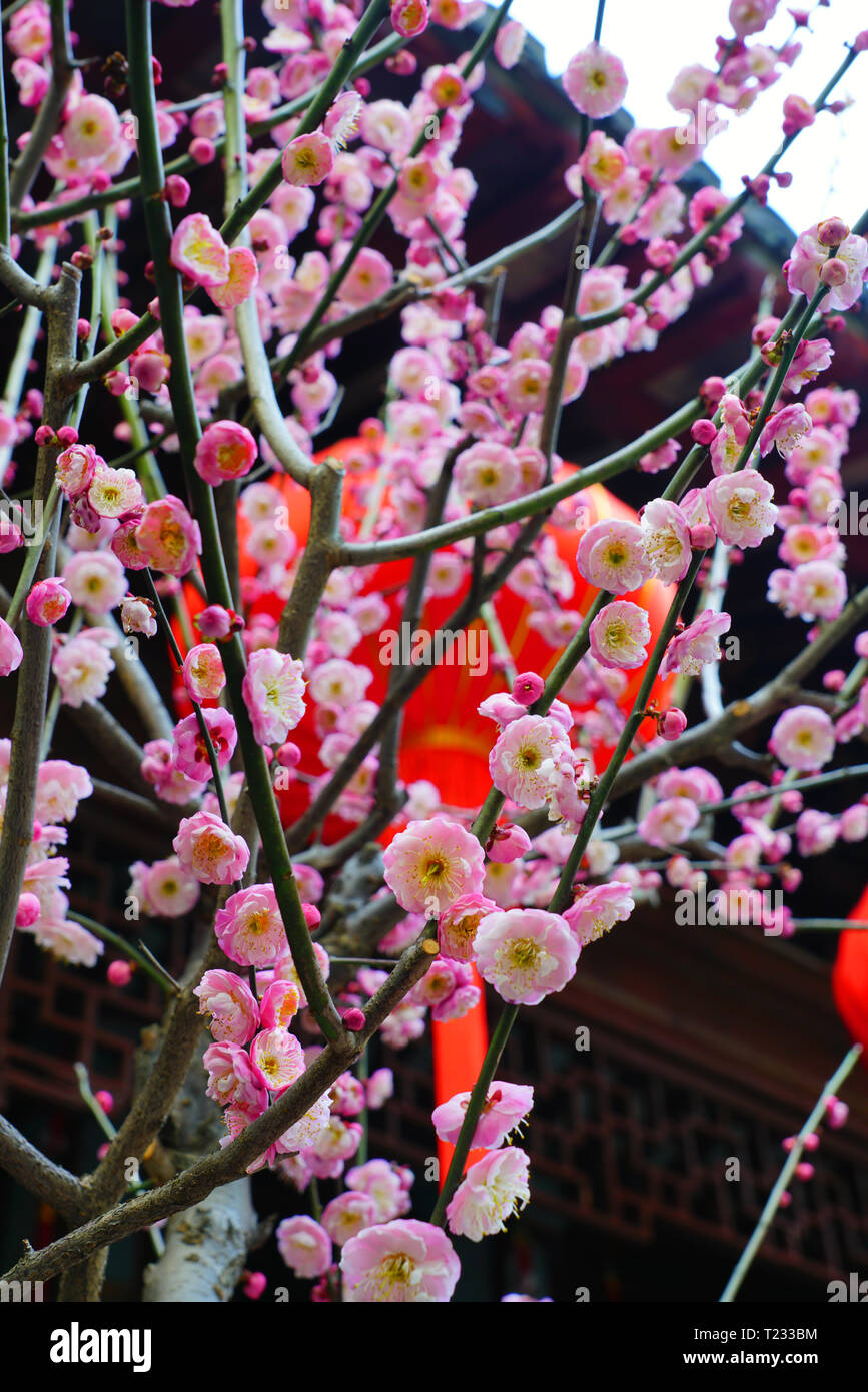 Pink flower blooms of the Japanese ume apricot tree, prunus mume Stock ...