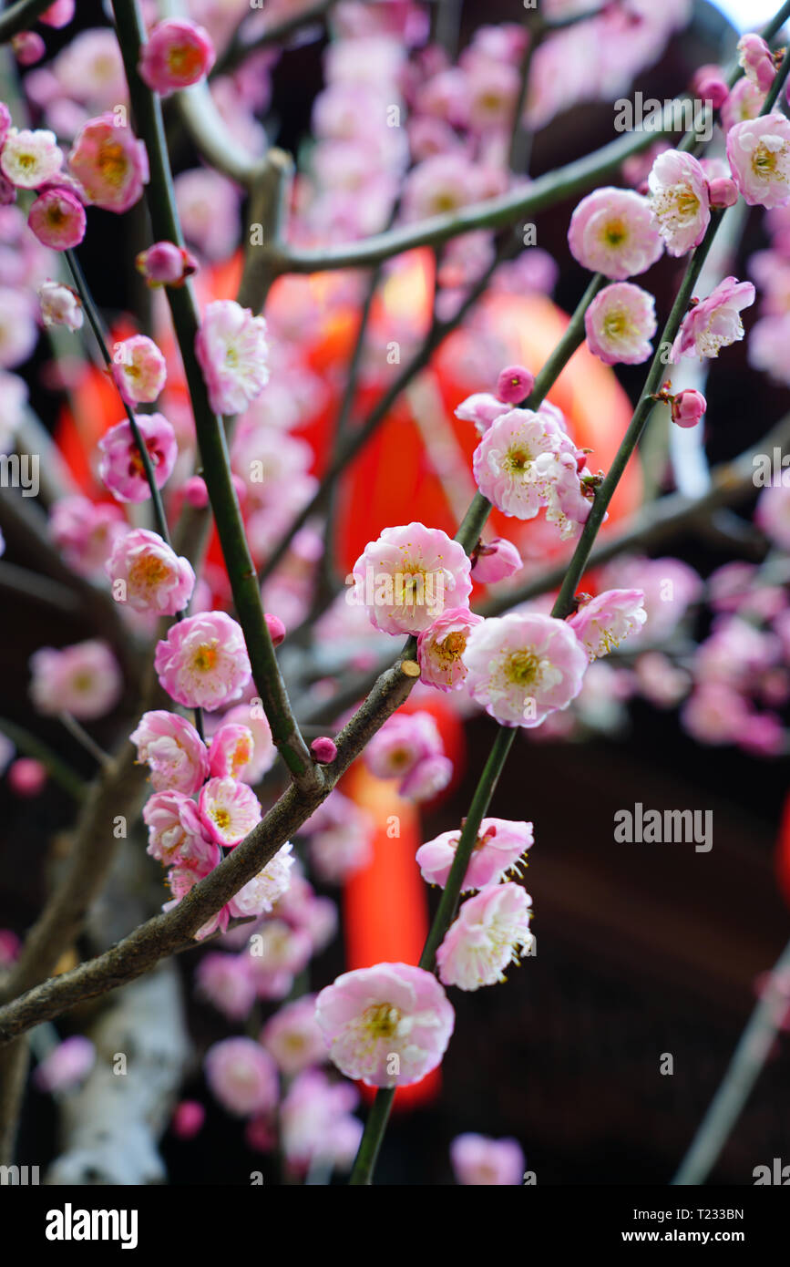 Pink flower blooms of the Japanese ume apricot tree, prunus mume Stock ...