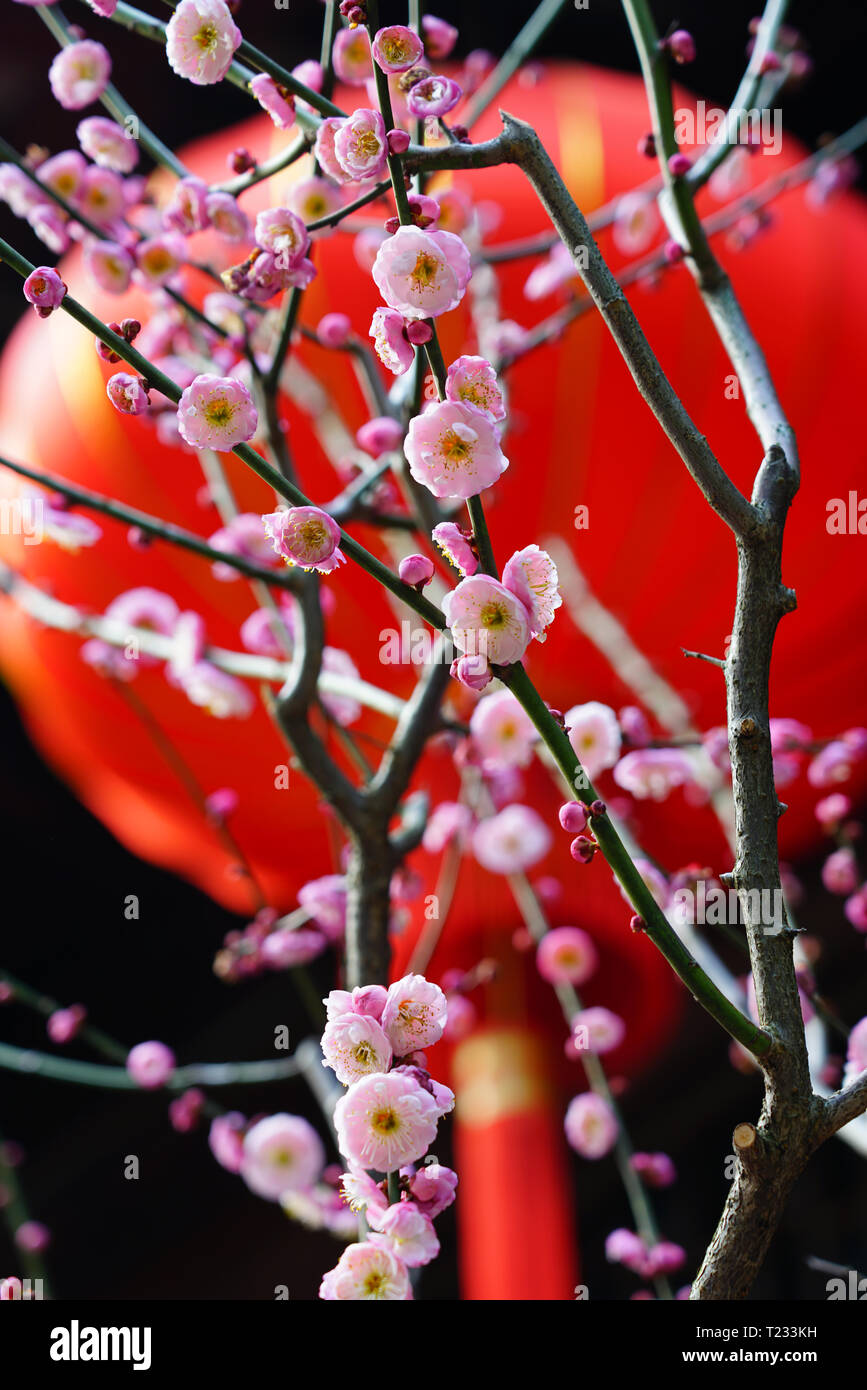 Pink flower blooms of the Japanese ume apricot tree, prunus mume Stock ...