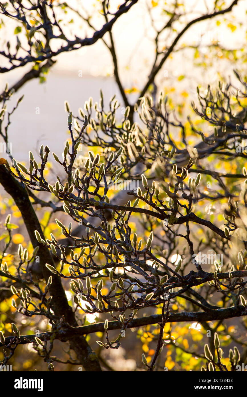Magnolia tree winter hi-res stock photography and images - Alamy