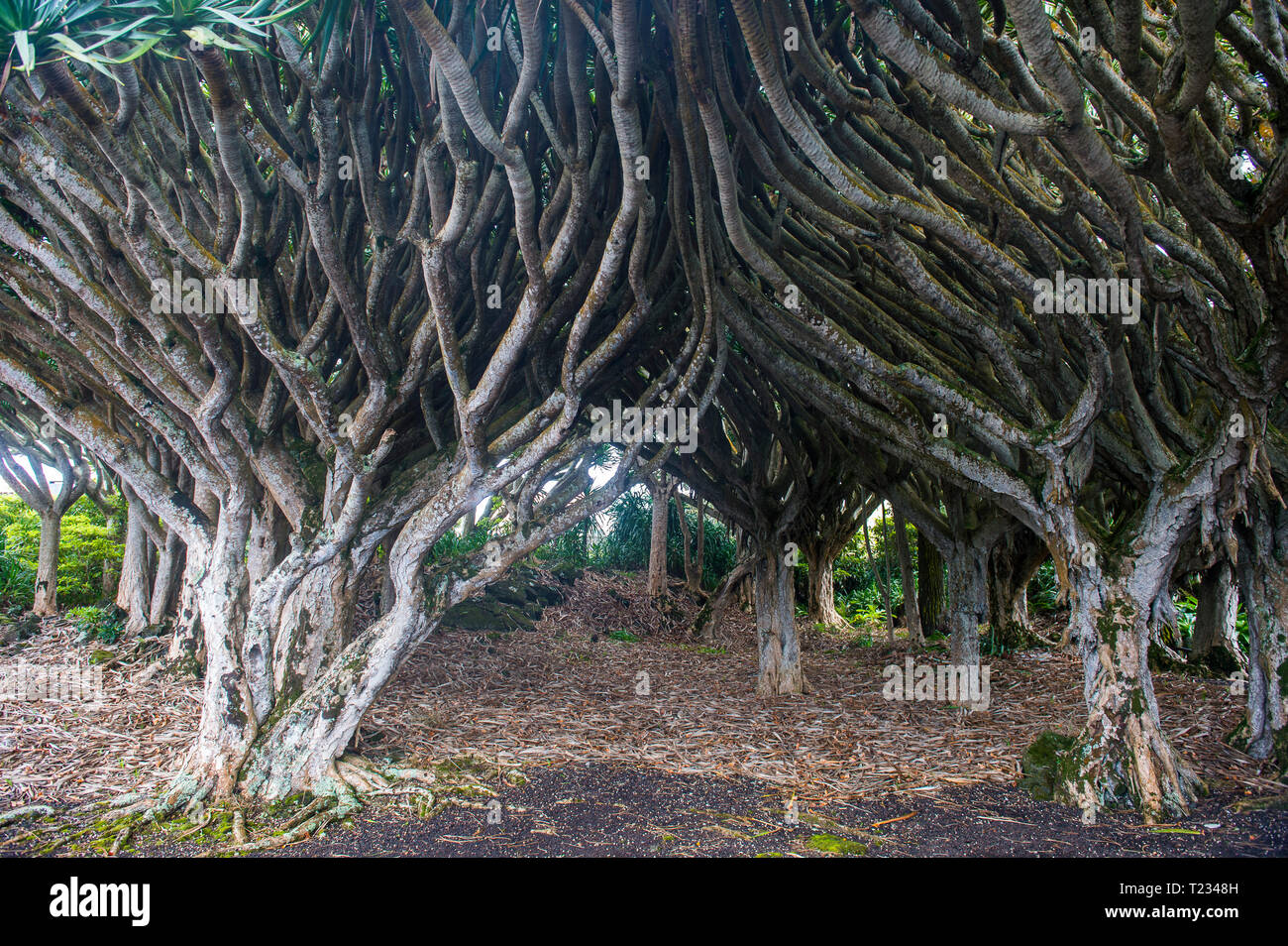 Portugal, Azores, Island of Pico, Wine museum, Dragon trees, Dracaena ...