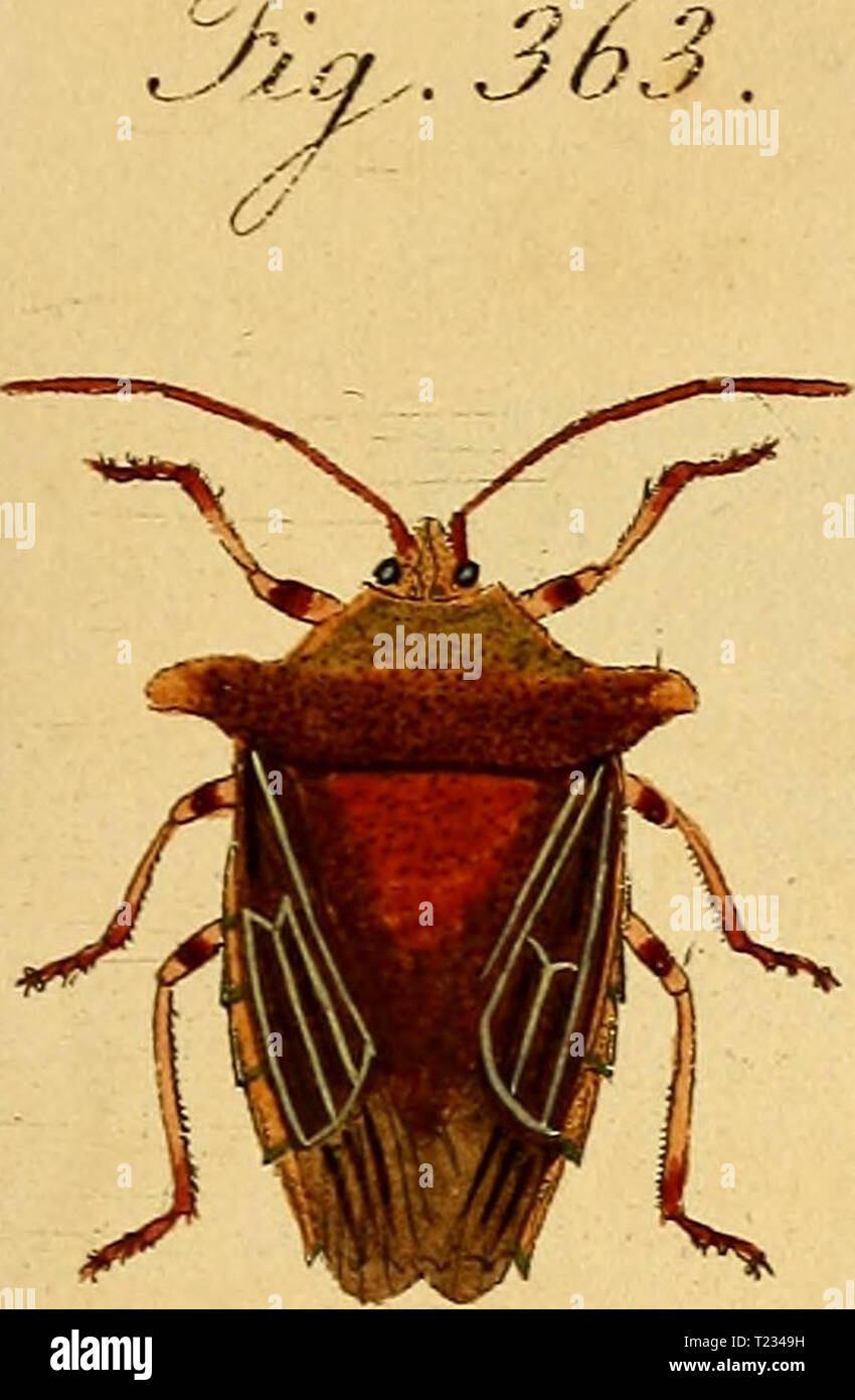 Archive image from page 126 of Die wanzenartigen Insecten getreu nach ...