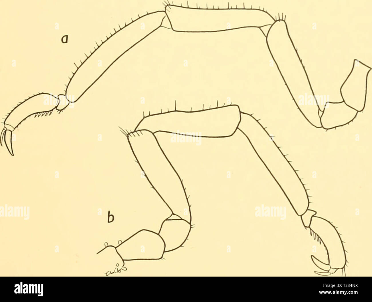 Lateral appendage hi-res stock photography and images - Alamy