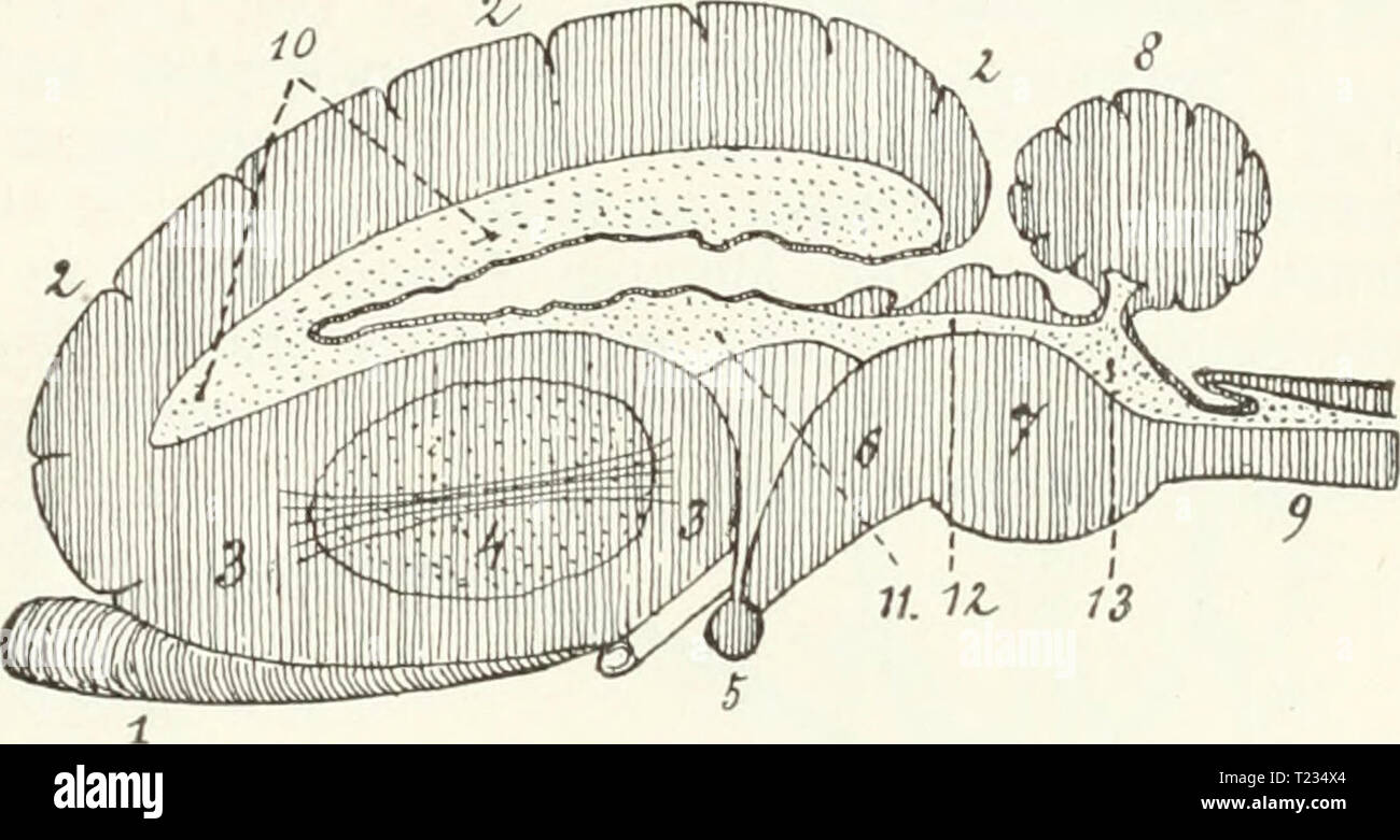Metencephalon hi-res stock photography and images - Alamy
