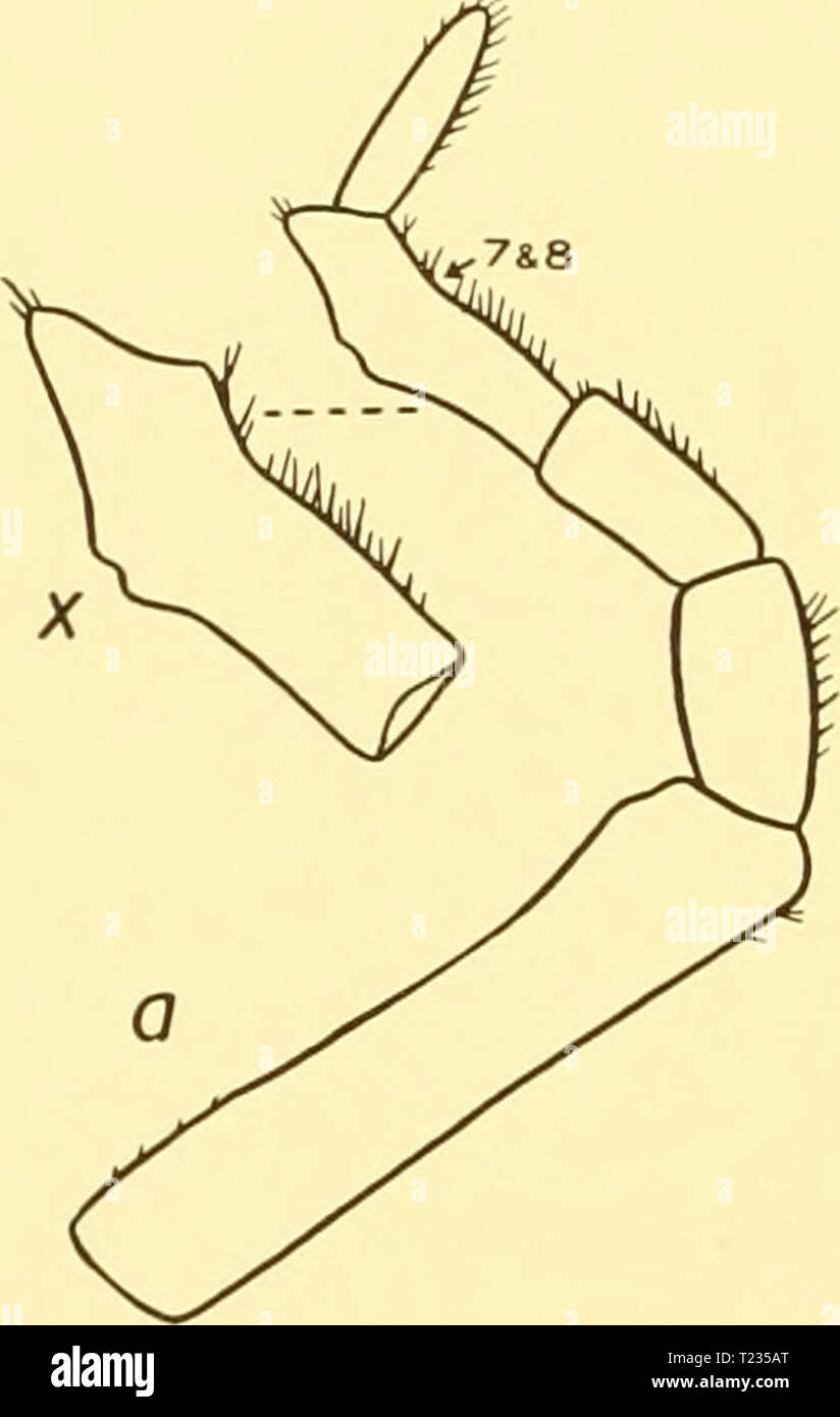 Archive image from page 141 of Discovery reports (1932) Discovery ...