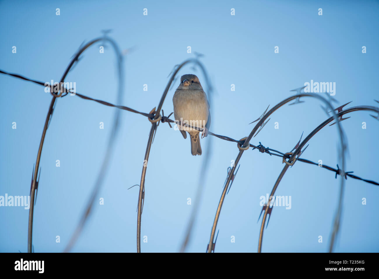 Sparrow bird on barbed wire Stock Photo - Alamy