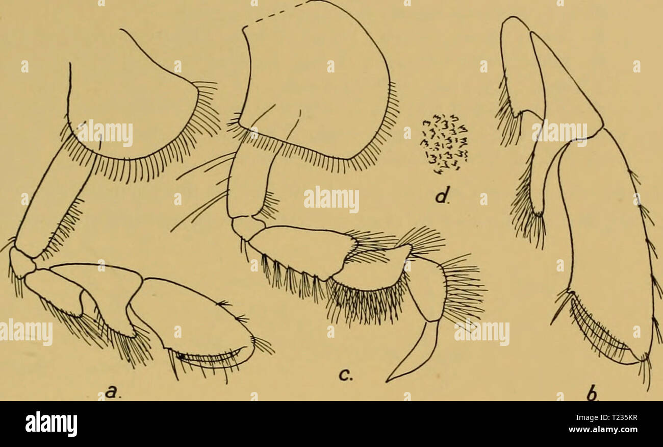 Archive image from page 146 of Discovery reports (1932) Discovery ...