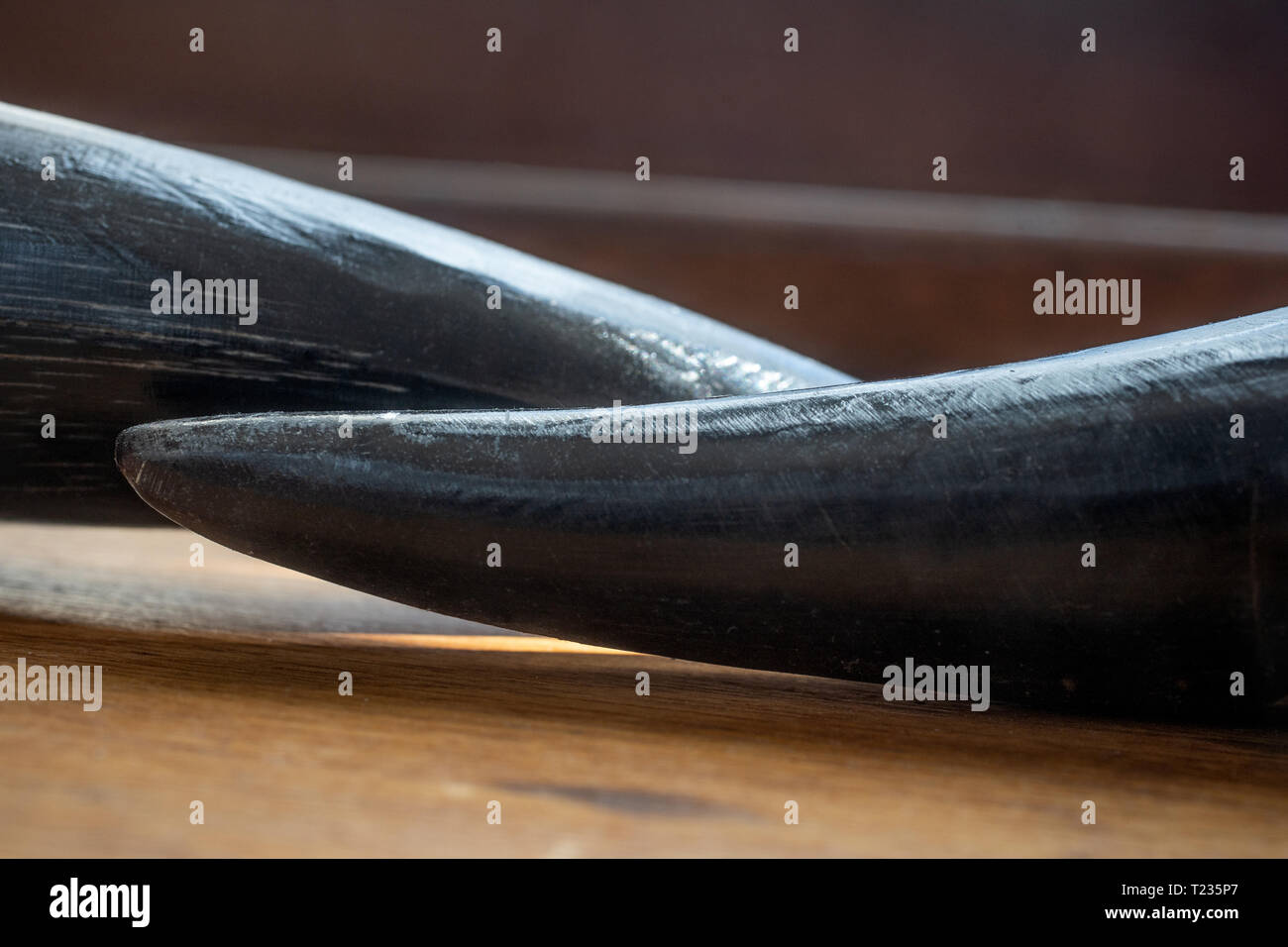 2 cow horns Stock Photo - Alamy