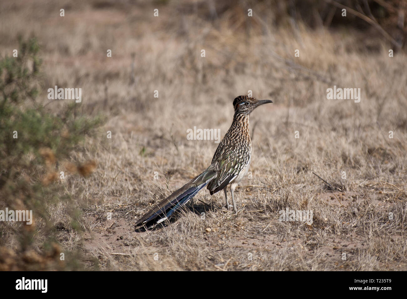 A Roadrunner in the Chihuahuan Desert of New Mexico Stock Photo - Alamy