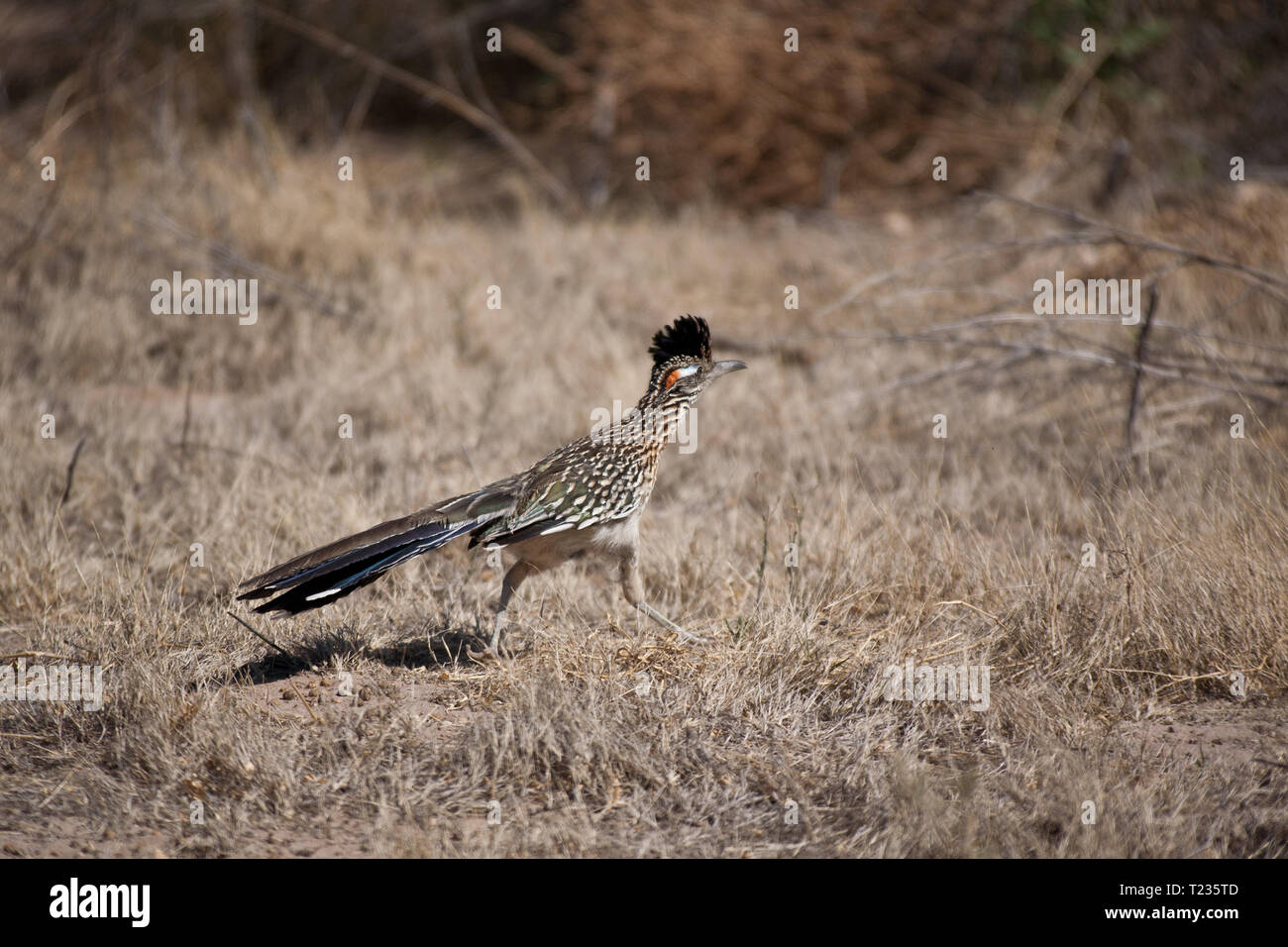 A Roadrunner in the Chihuahuan Desert of New Mexico Stock Photo - Alamy