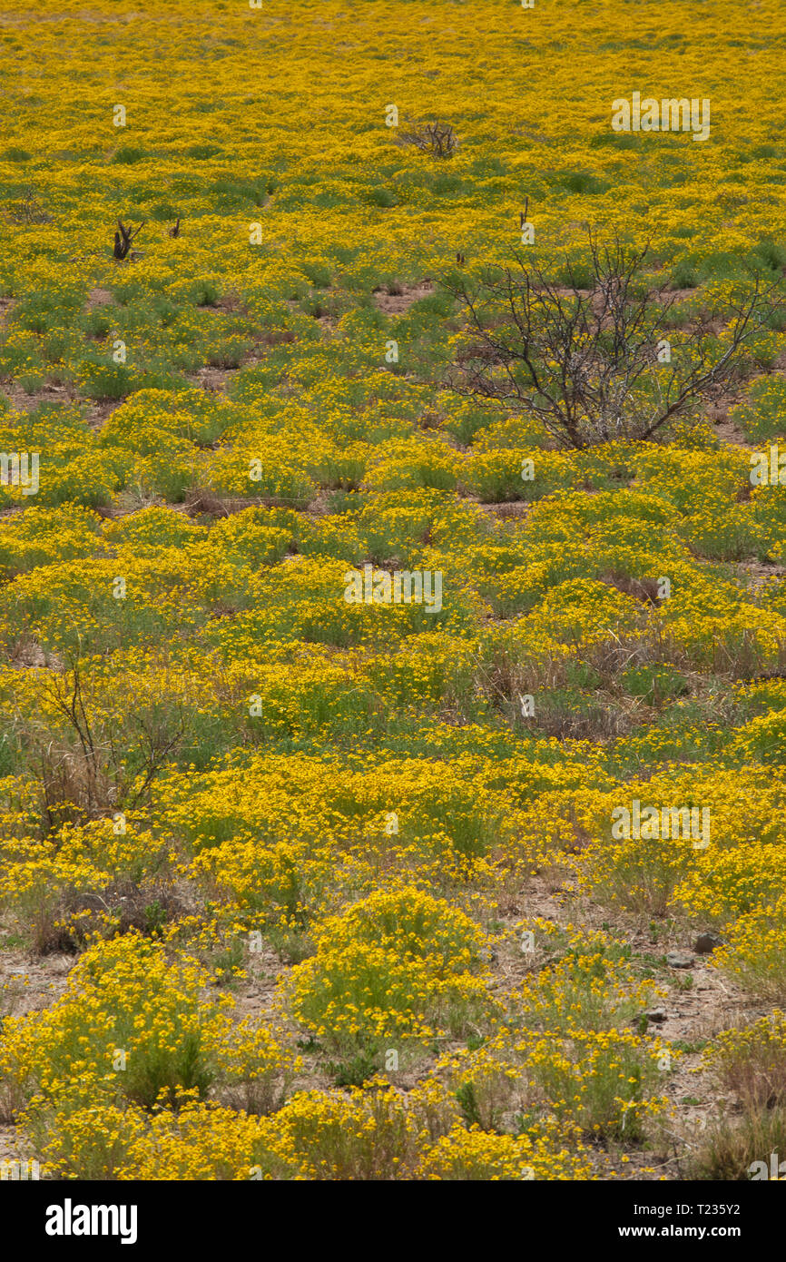Mount riley hi-res stock photography and images - Alamy