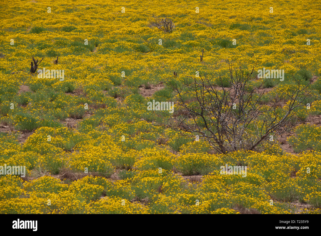 Mount Riley, Dona Ana County, New Mexico, USA Stock Photo - Alamy