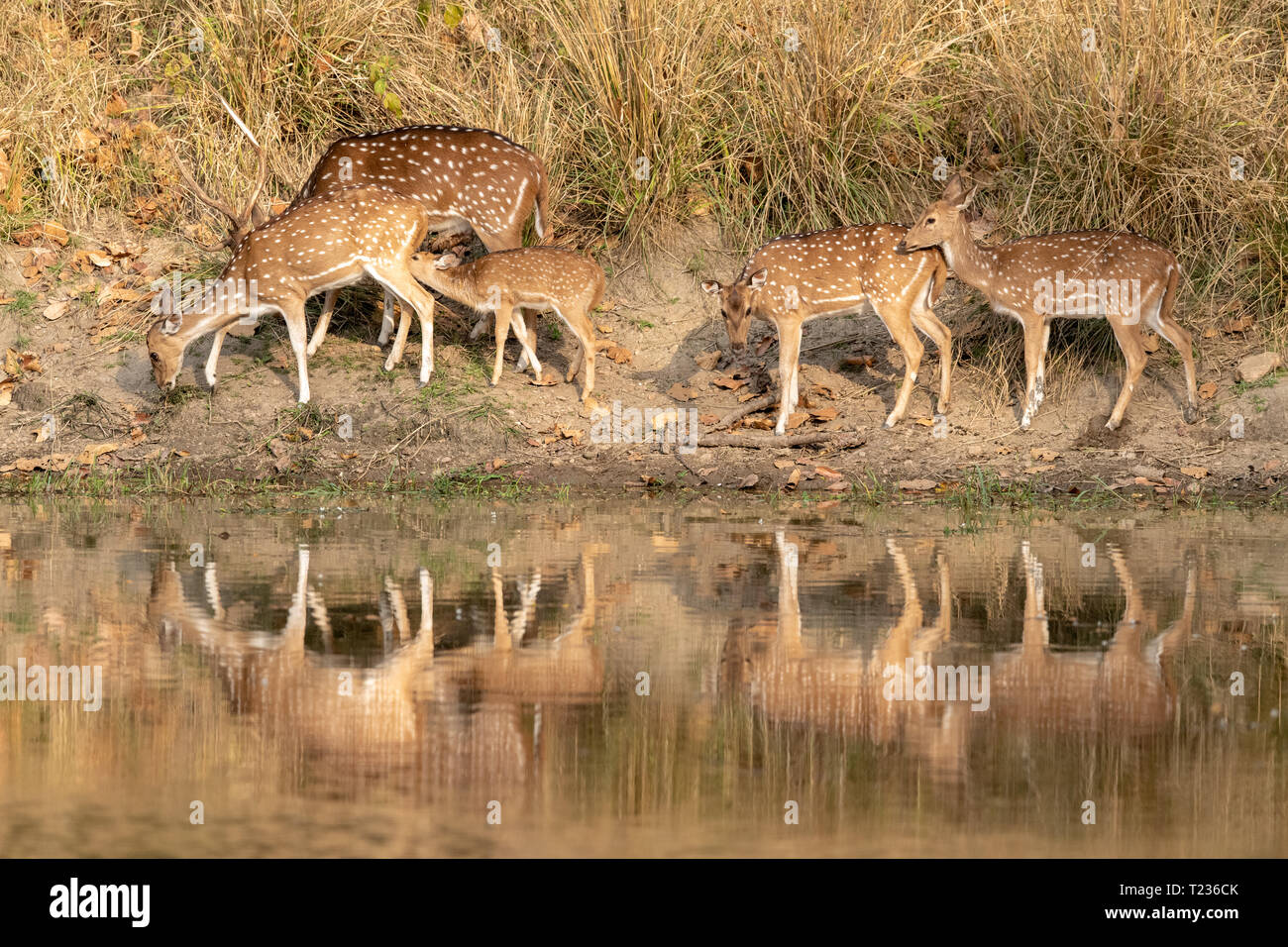 Chital cheetal deer axis known hi-res stock photography and images - Alamy