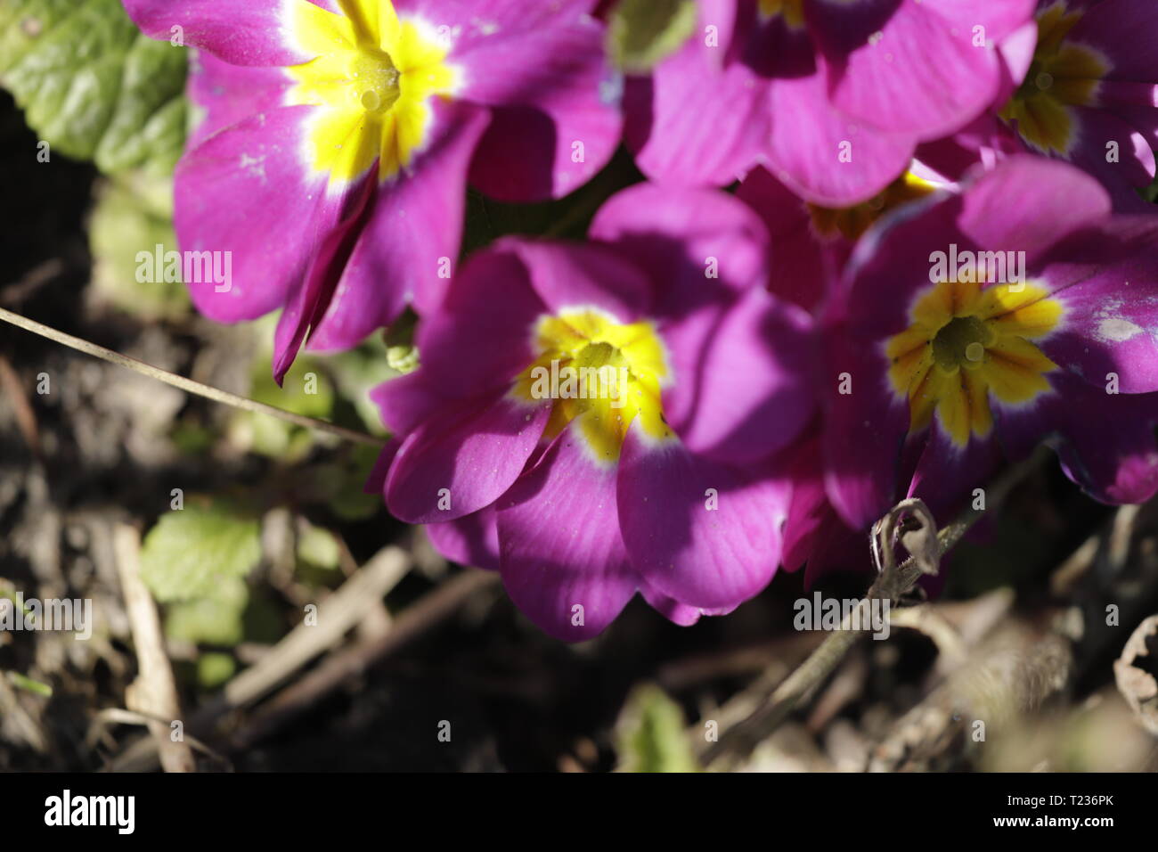 Colorful primrose in the spring Stock Photo - Alamy