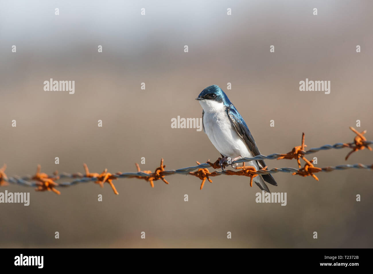 male tree swallow bird at Vancouver BC Canada Stock Photo - Alamy