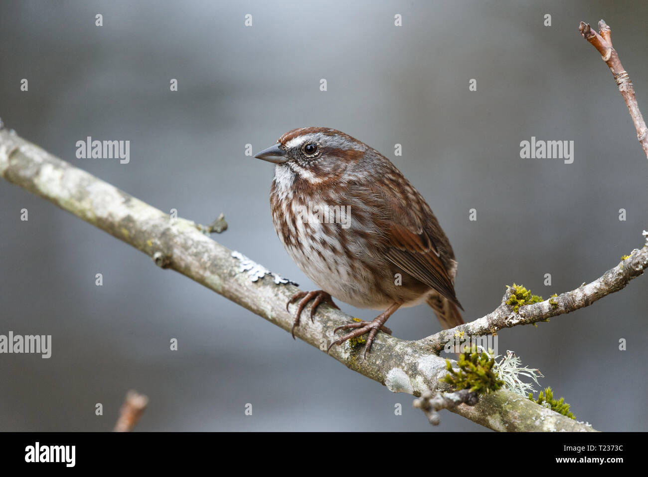 song sparrow bird at Vancouver BC Canada Stock Photo - Alamy