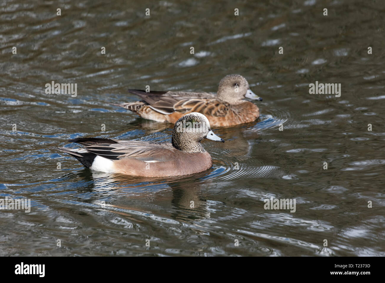 Wigeon male and female hi-res stock photography and images - Alamy