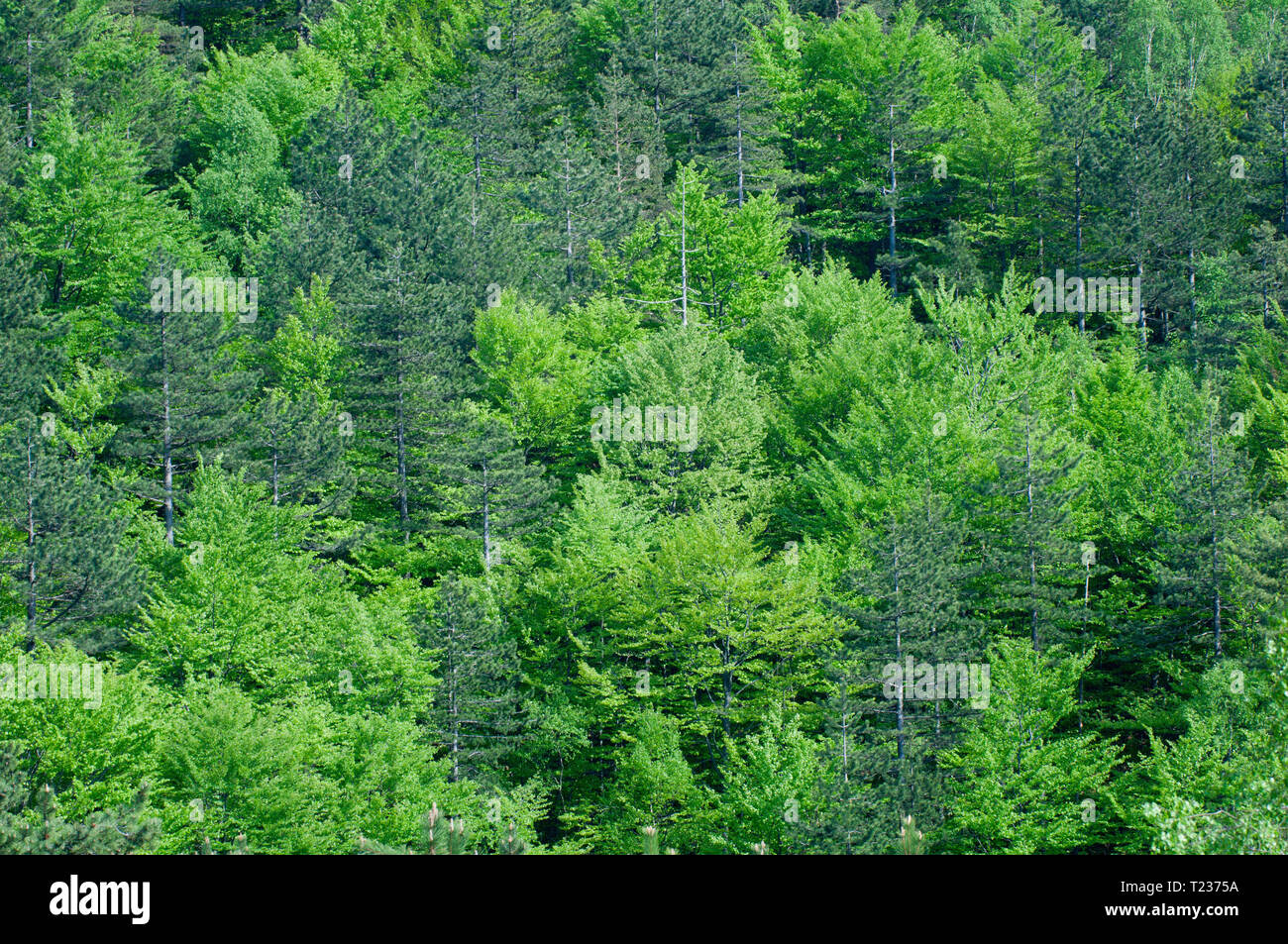Fresh green forest background, deep focus Stock Photo - Alamy