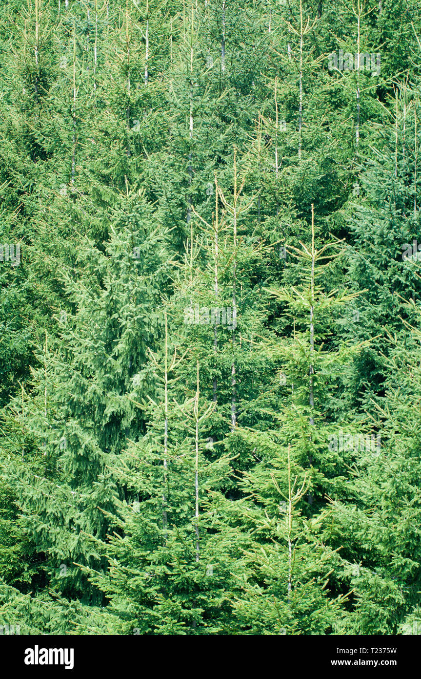 Vertical forest trees hi-res stock photography and images - Alamy
