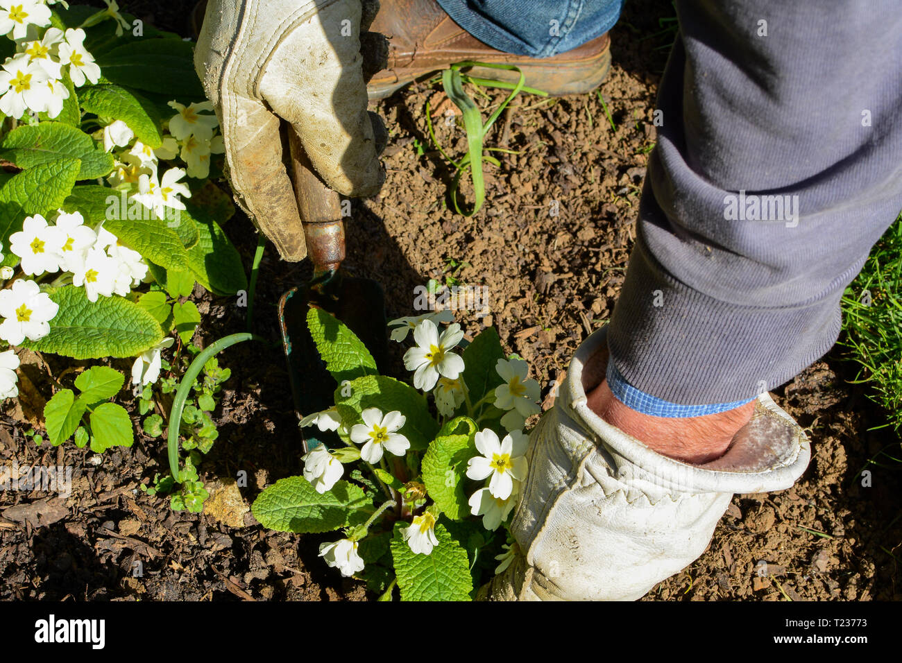 Man planting new pot plants in the garden Stock Photo - Alamy
