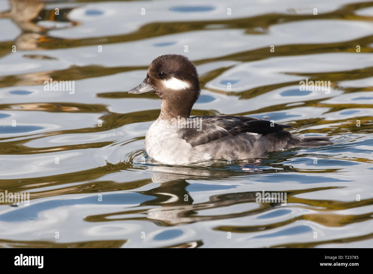 Hen Bufflehead