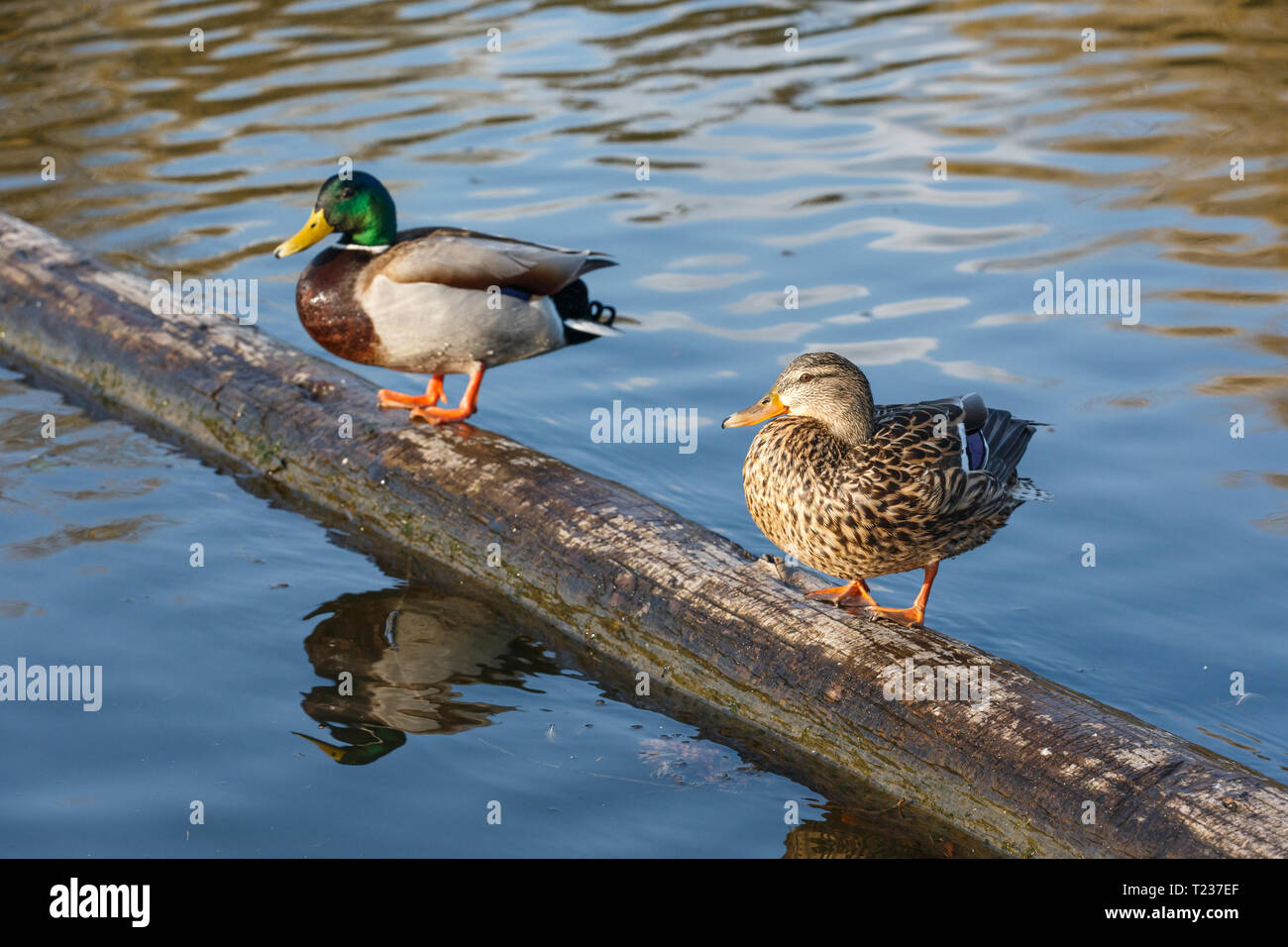 mallard duck on a log floating on water Stock Photo - Alamy
