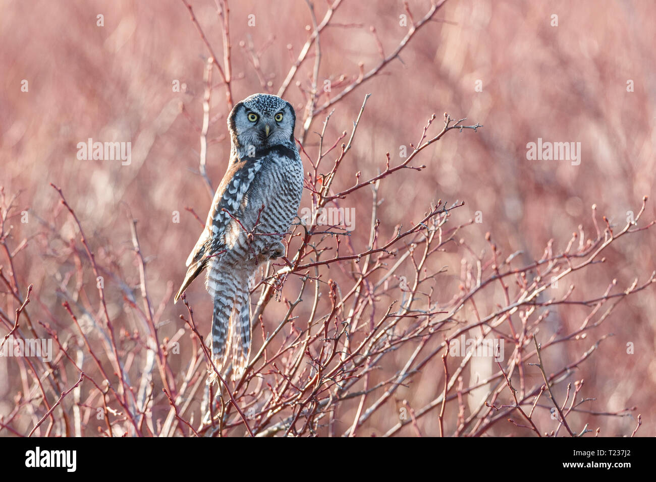 Northern Hawk Owl perched on blueberry tree, hunting in winter, at ...