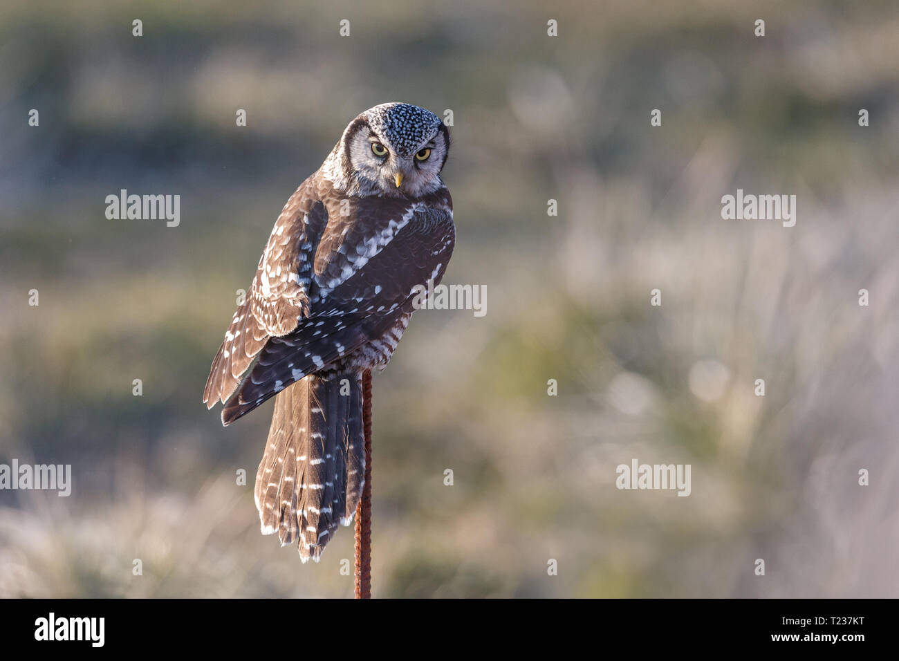 Northern Hawk Owl hunting in winter, at Vancouver BC Canada Feb. 2019 ...
