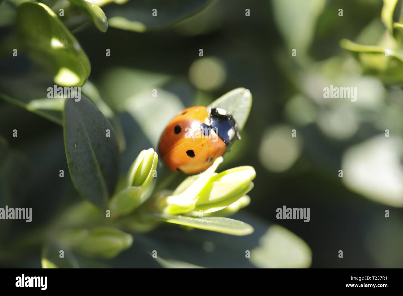 Lady bug on a green branch Stock Photo - Alamy