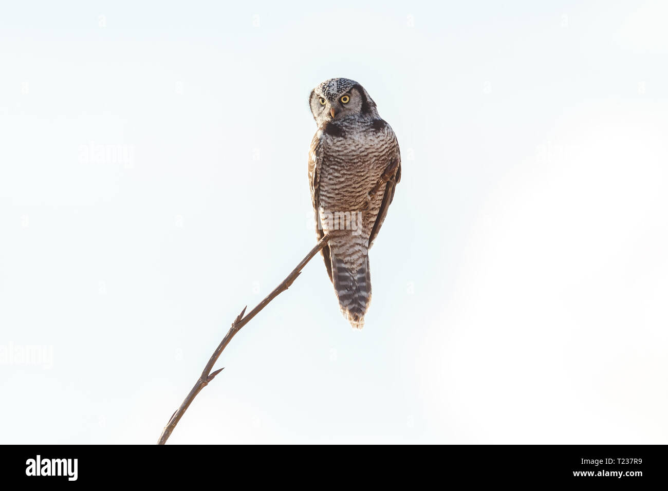 Northern Hawk Owl hunting in winter, at Vancouver BC Canada Feb. 2019 ...