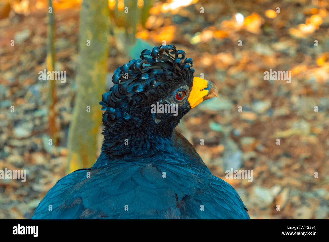 Rainforest protection hi-res stock photography and images - Alamy