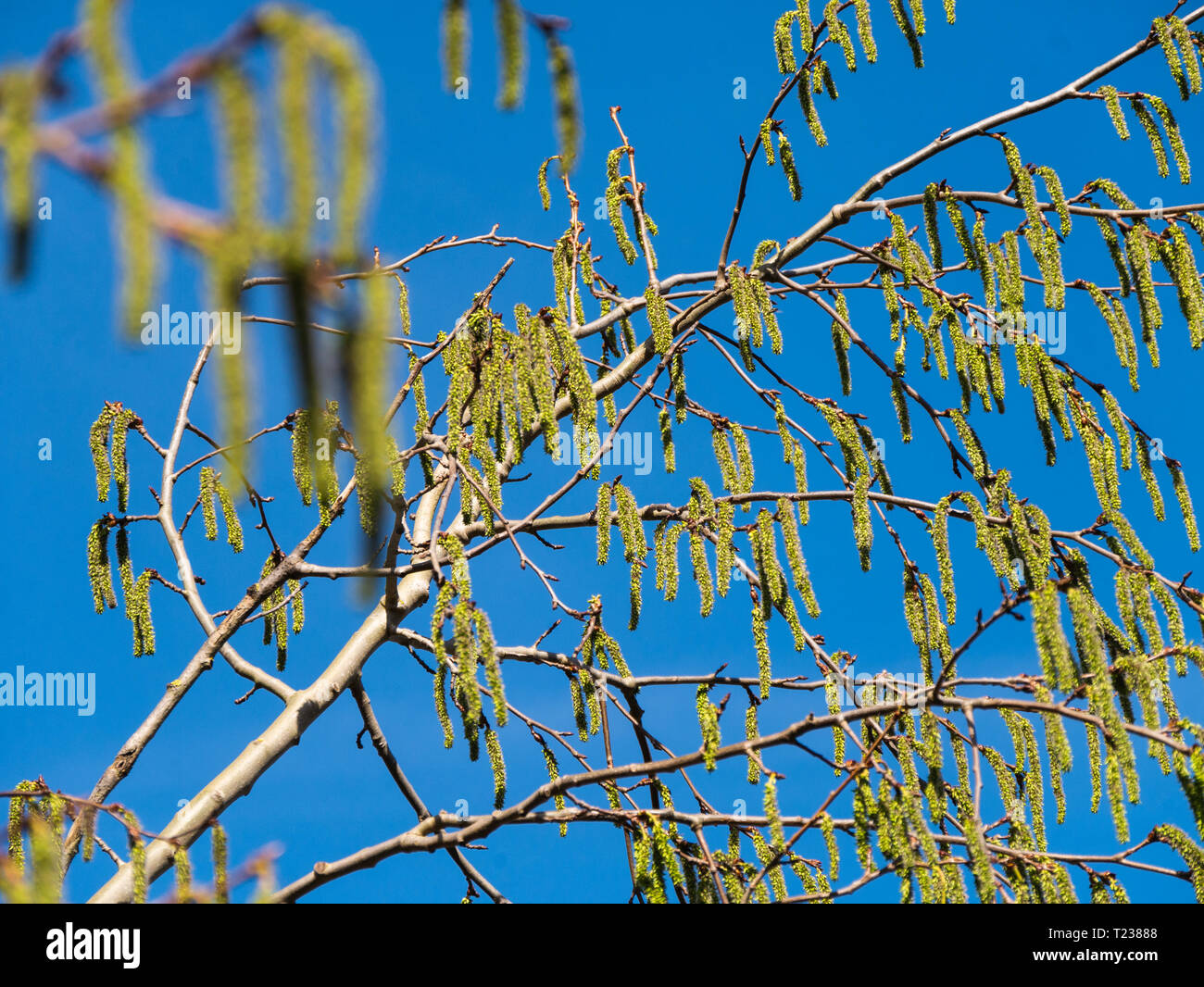 Hazel catkin uk hi-res stock photography and images - Alamy