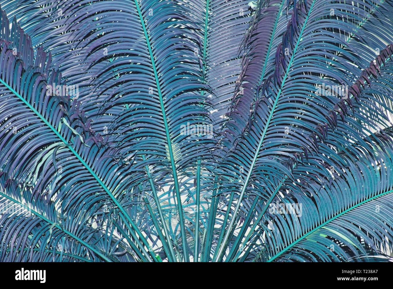 Blue toned palm leaves closeup tropical travel background texture Stock ...
