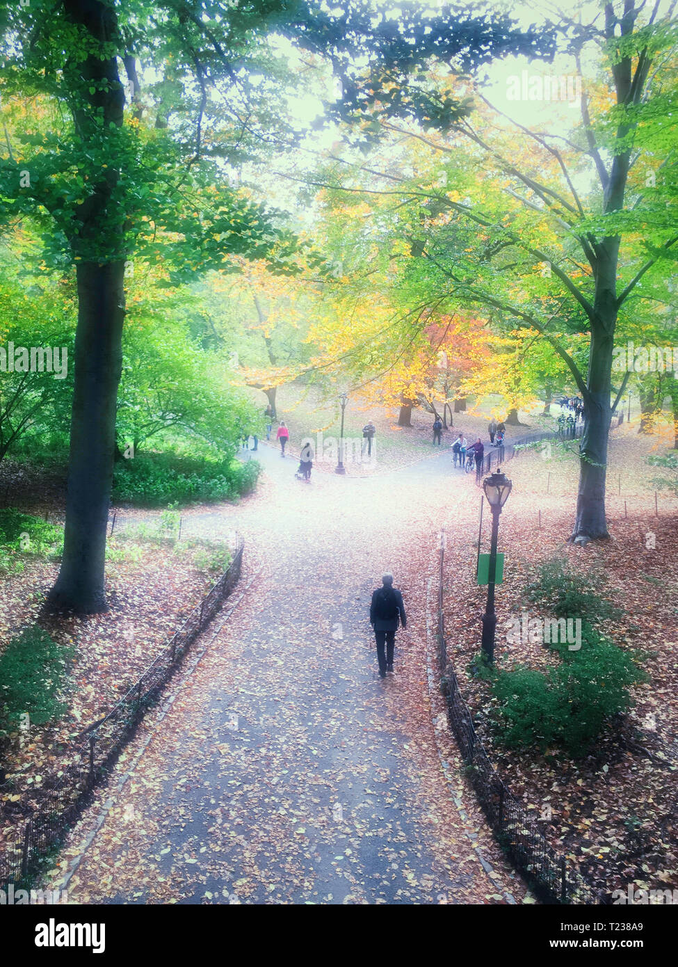 Paved Pathway in Central Park, NYC, USA Stock Photo - Alamy