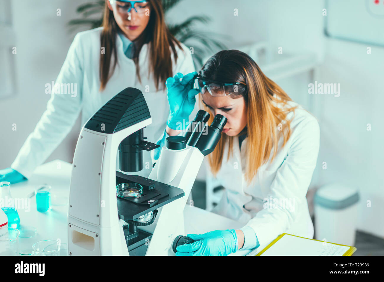 Life science research, placing sample under the microscope Stock Photo ...