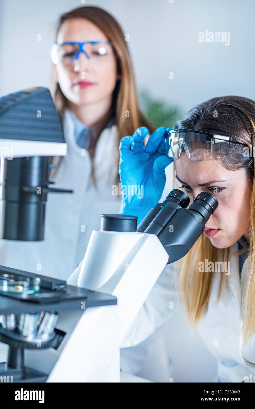 Life science research, placing sample under the microscope Stock Photo ...