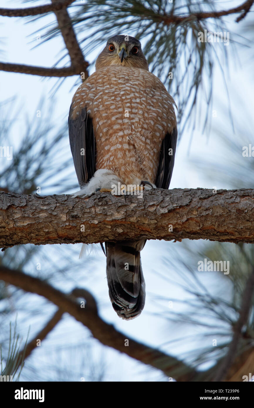 A Cooper's hawk unblinking attention is on display in Lion's Park ...