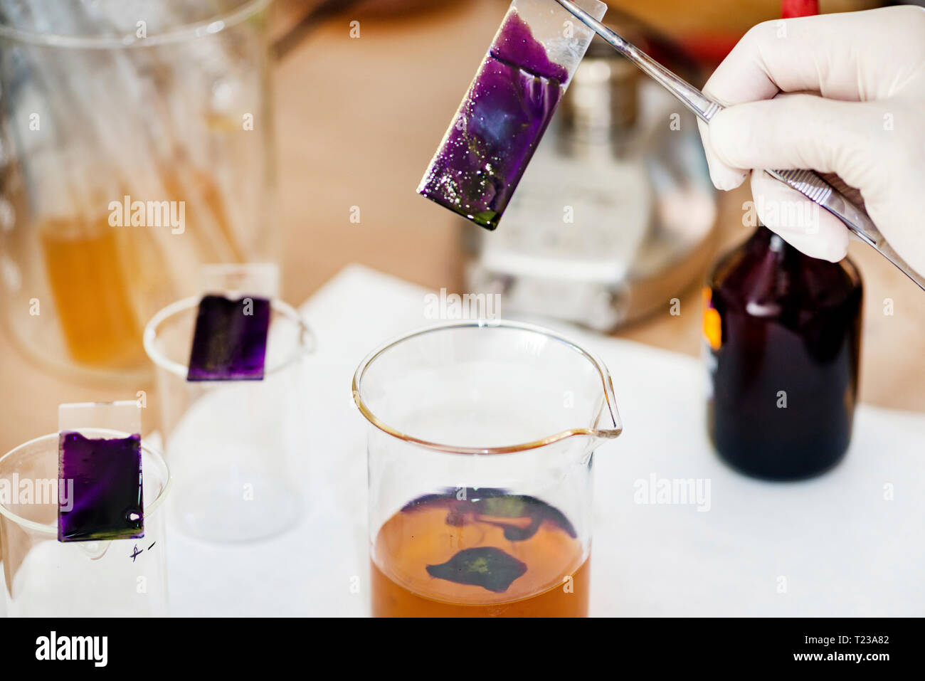 Microbiology laboratory work Stock Photo - Alamy