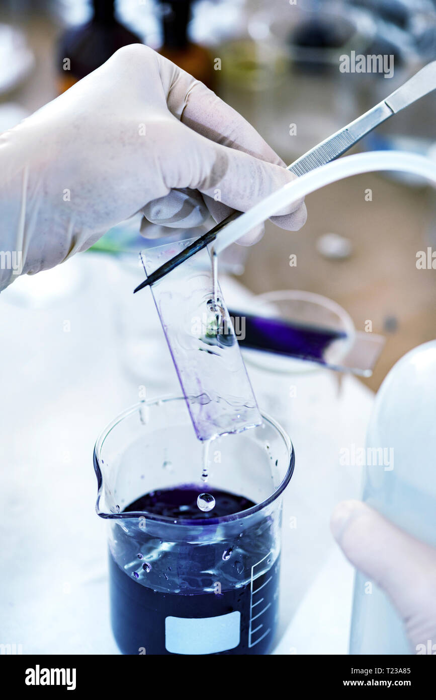 Microbiology laboratory work Stock Photo - Alamy