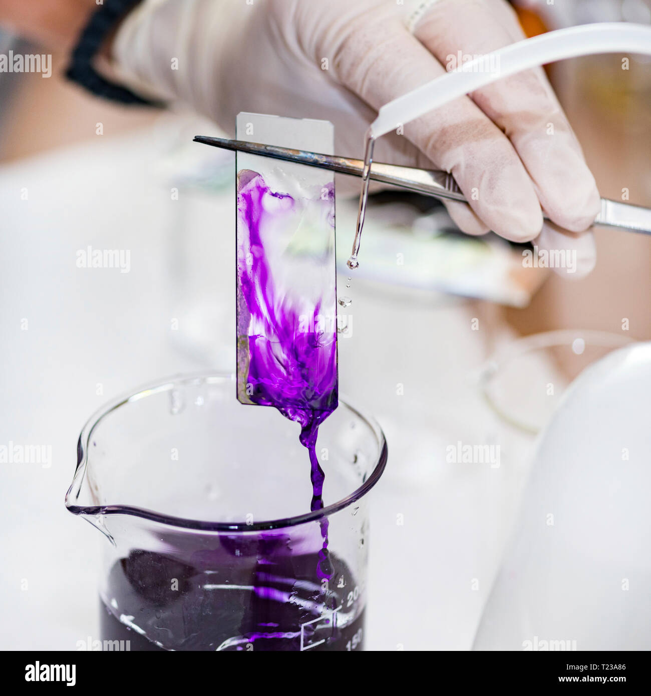 Microbiology laboratory work Stock Photo - Alamy