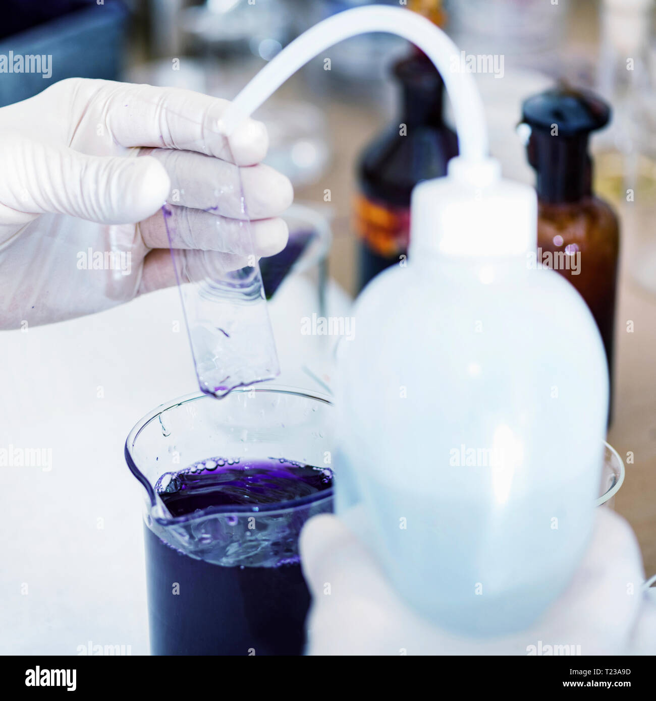 Microbiology stain hi-res stock photography and images - Alamy