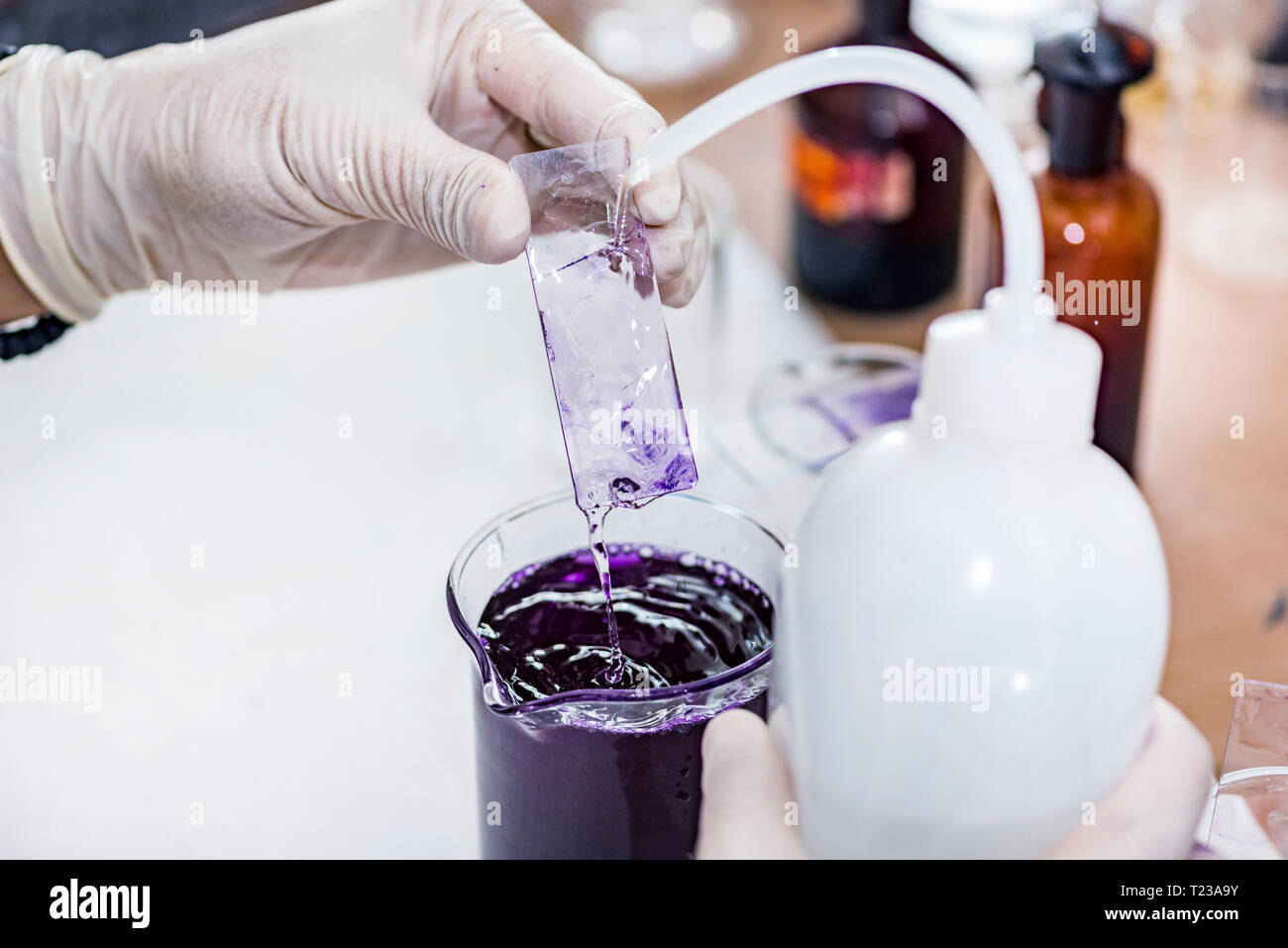 Microbiology laboratory work Stock Photo - Alamy