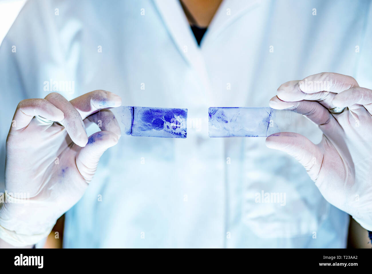 Microbiology laboratory work, comparing results Stock Photo - Alamy