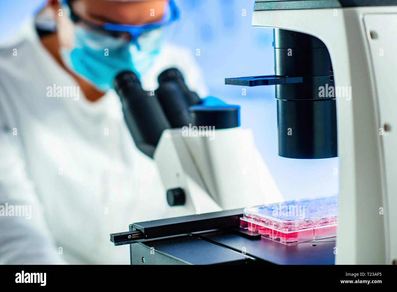 Stem cells lab person hi-res stock photography and images - Alamy