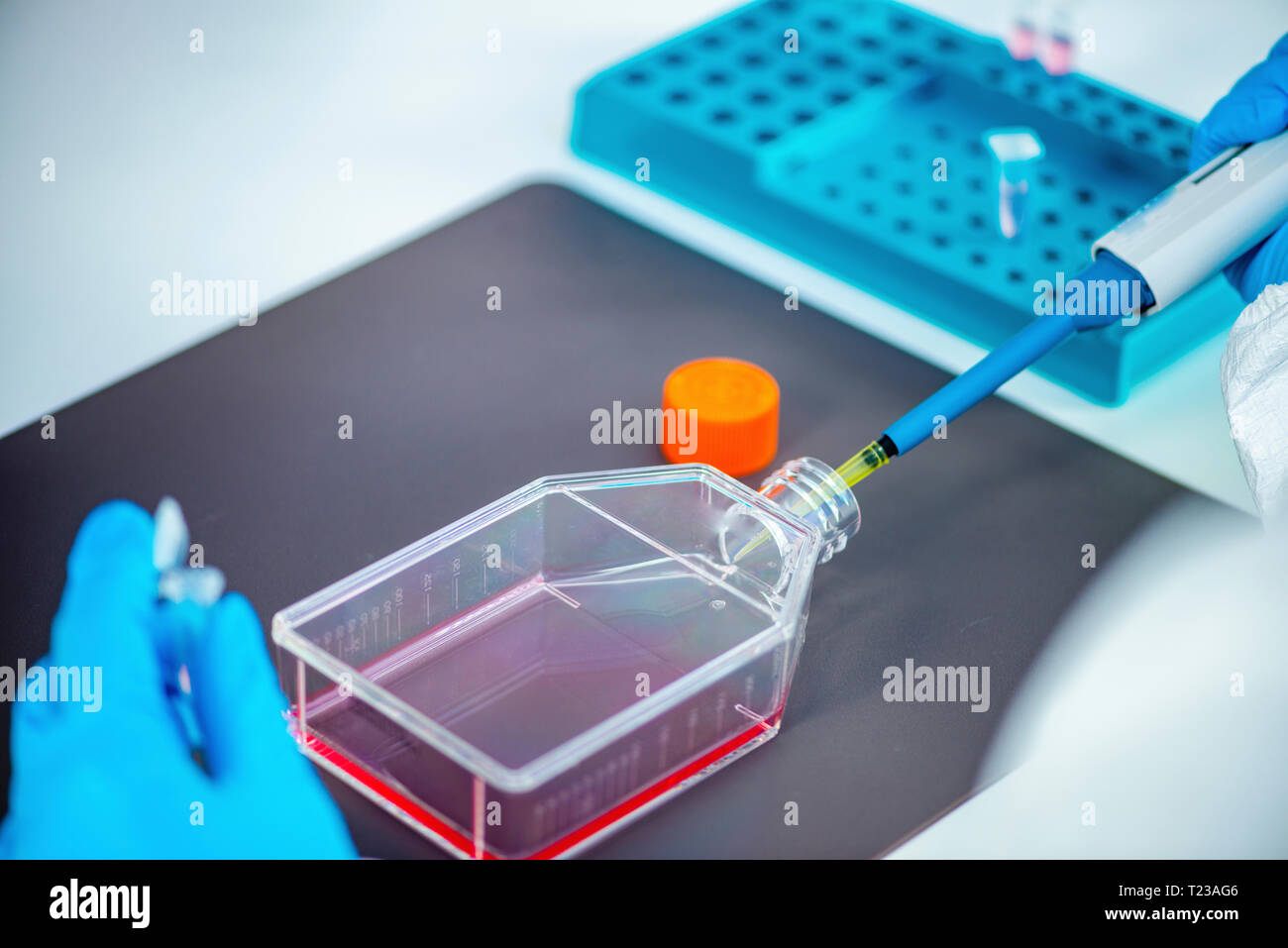 Biology laboratory, scientist working with cell culture Stock Photo - Alamy