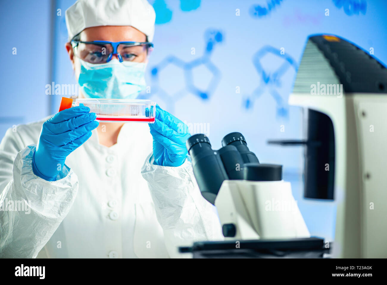 Scientist working in a laboratory, placing microscope slide on the ...