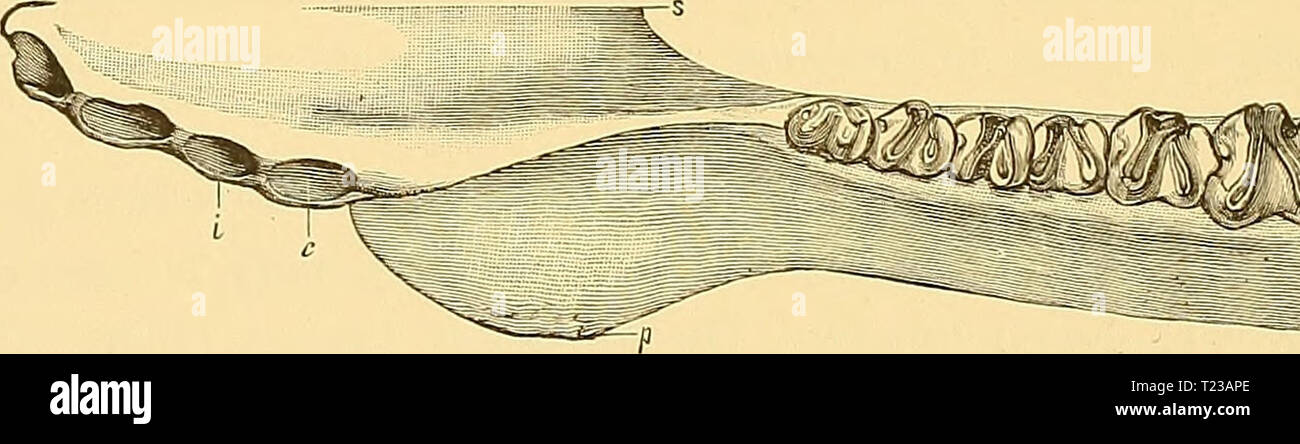 Archive image from page 59 of Dinocerata a monograph of Dinocerata : a ...